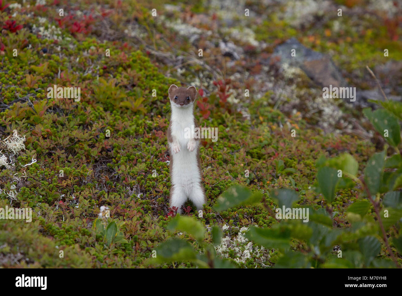 crosswinds ermine amr . Ermine standing alert on the tundra Stock Photo ...