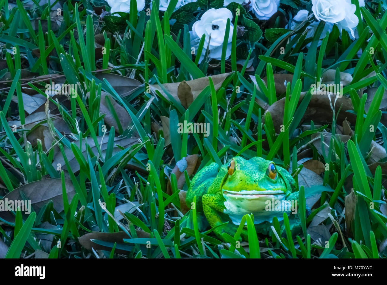Frog hides in grass hi-res stock photography and images - Alamy