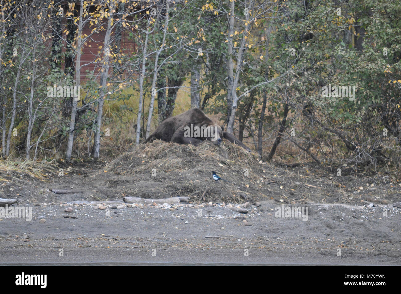 Died on the beach hi-res stock photography and images - Alamy