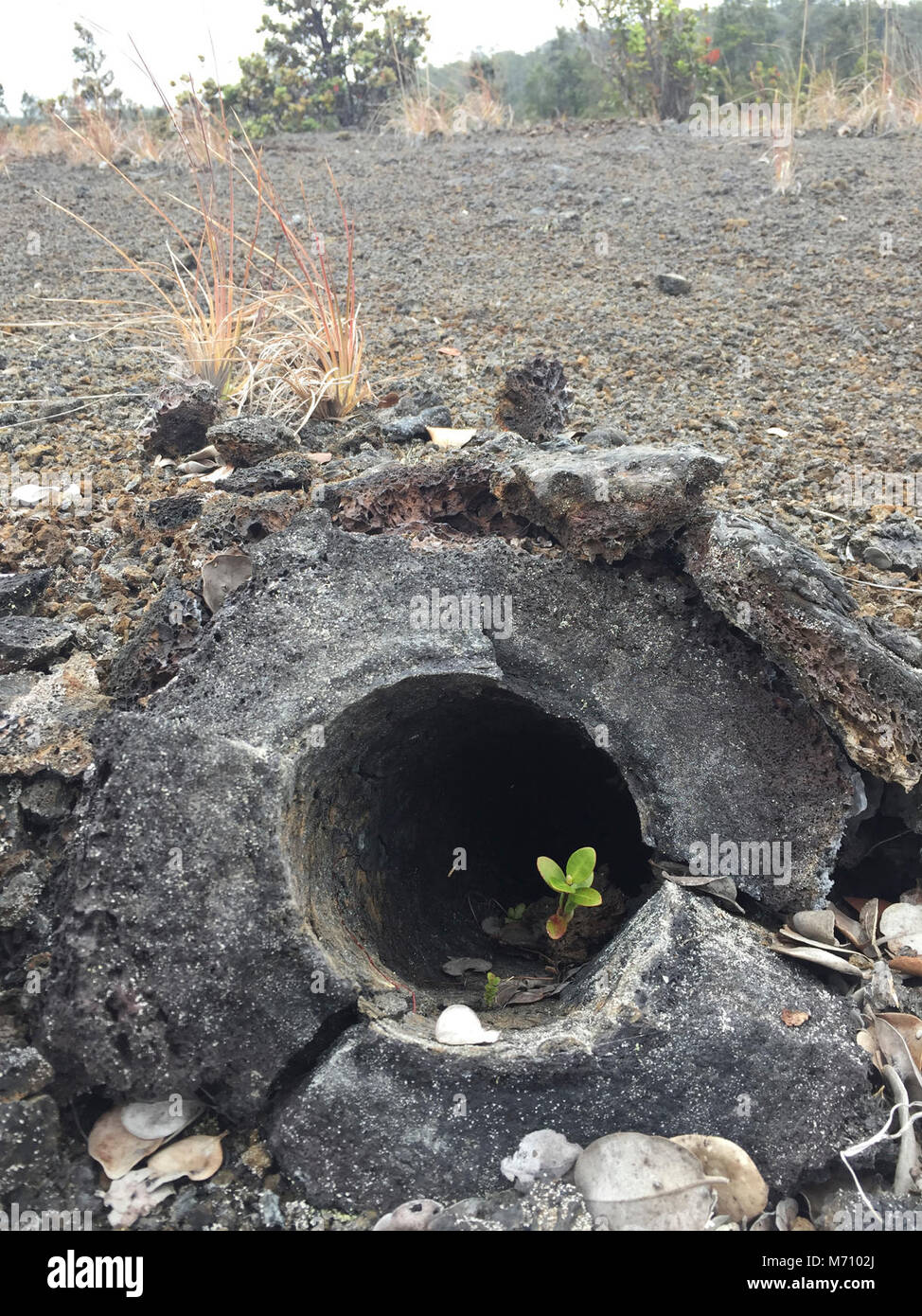 A tree within a tree mold . An young ‘ōhi‘a tree sprouts inside a lava ...