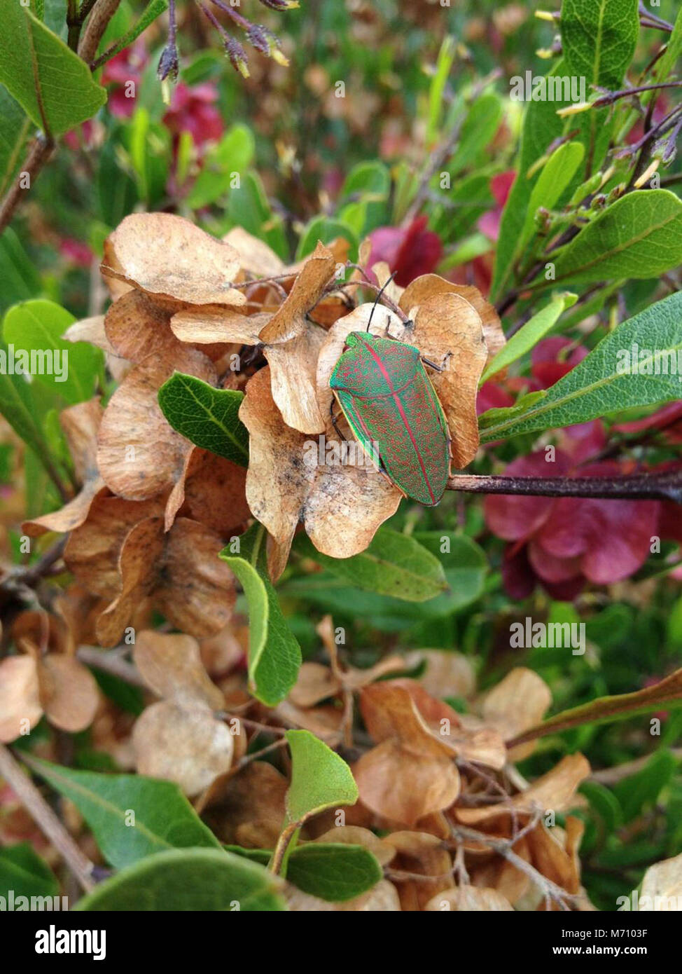 Adult koa bug Stock Photo - Alamy
