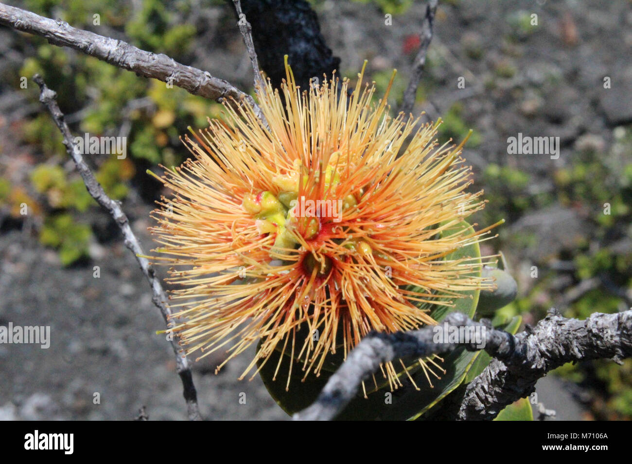 An orange lehua blooms in Kahuku . ‘Ōhia lehua on the 1868 lava flow ...