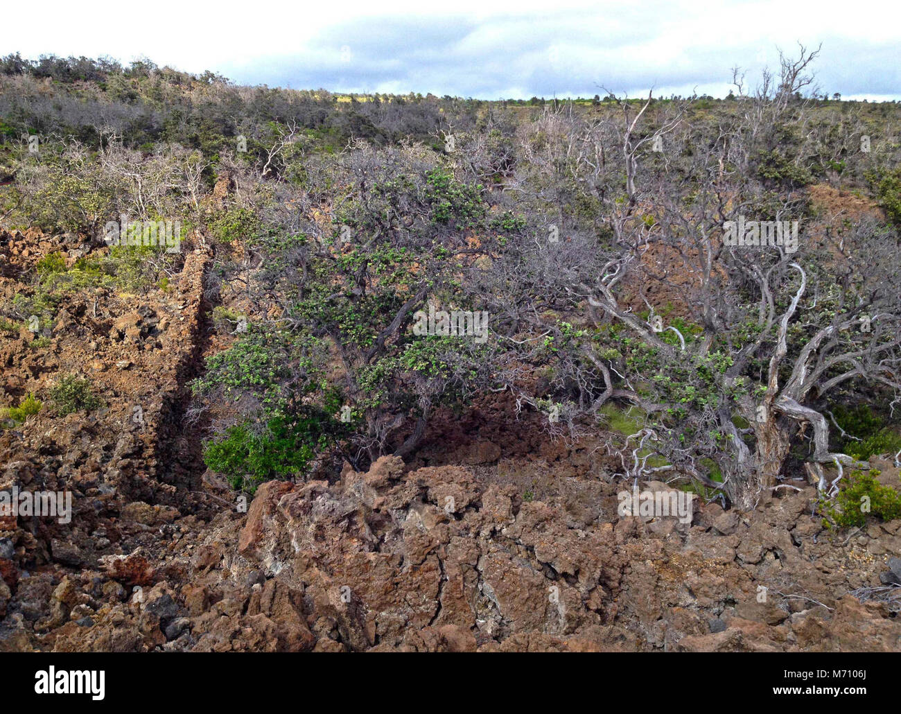 Ancient rock wall in new Kahuku addition Stock Photo - Alamy
