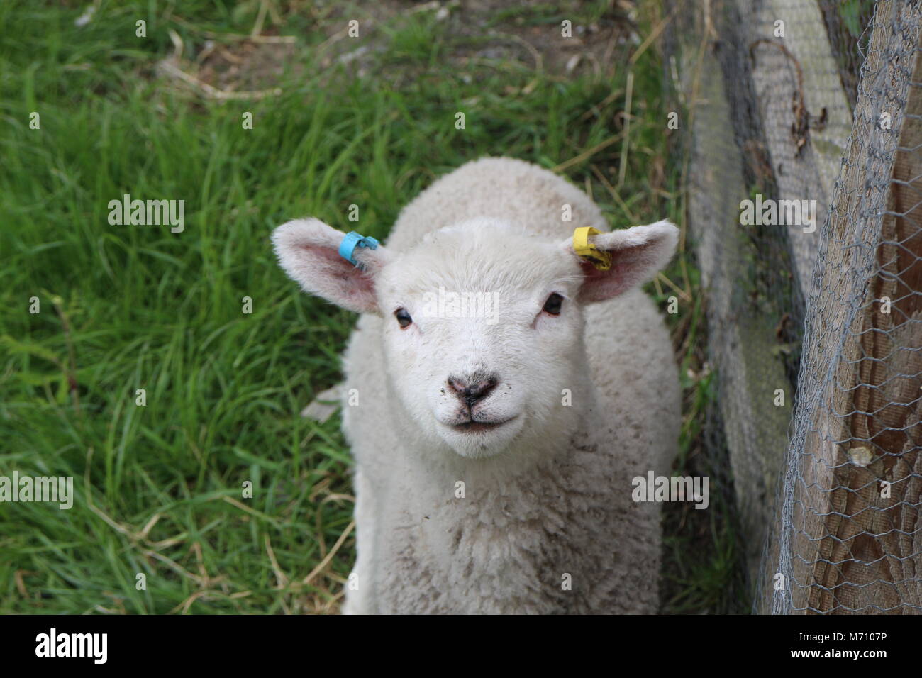 Small cute lamb Stock Photo - Alamy
