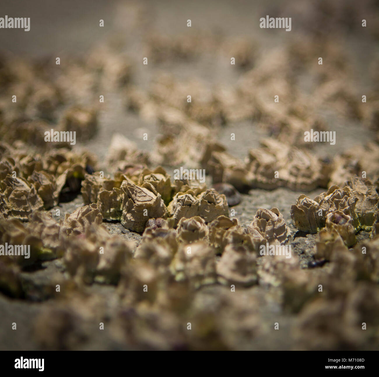 Barnacles alaska hi-res stock photography and images - Alamy