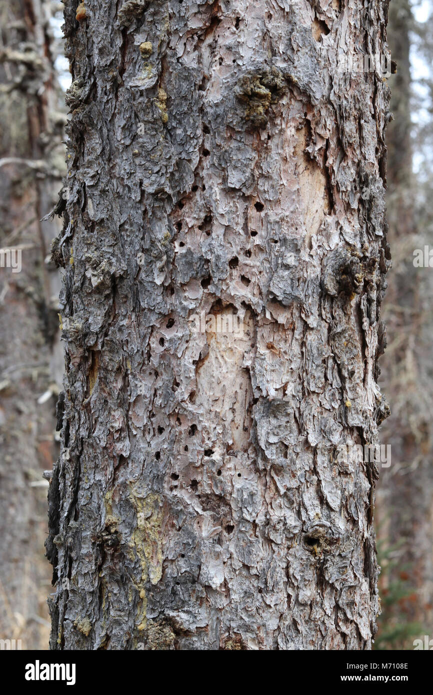 Bark beetle sign Stock Photo - Alamy