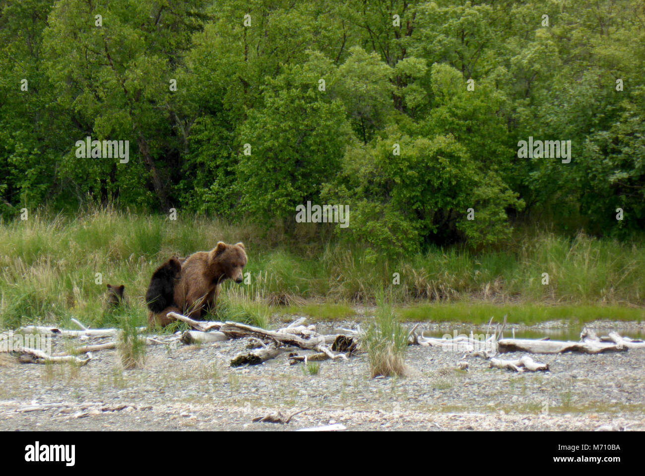 Bear with spring cubs Stock Photo - Alamy