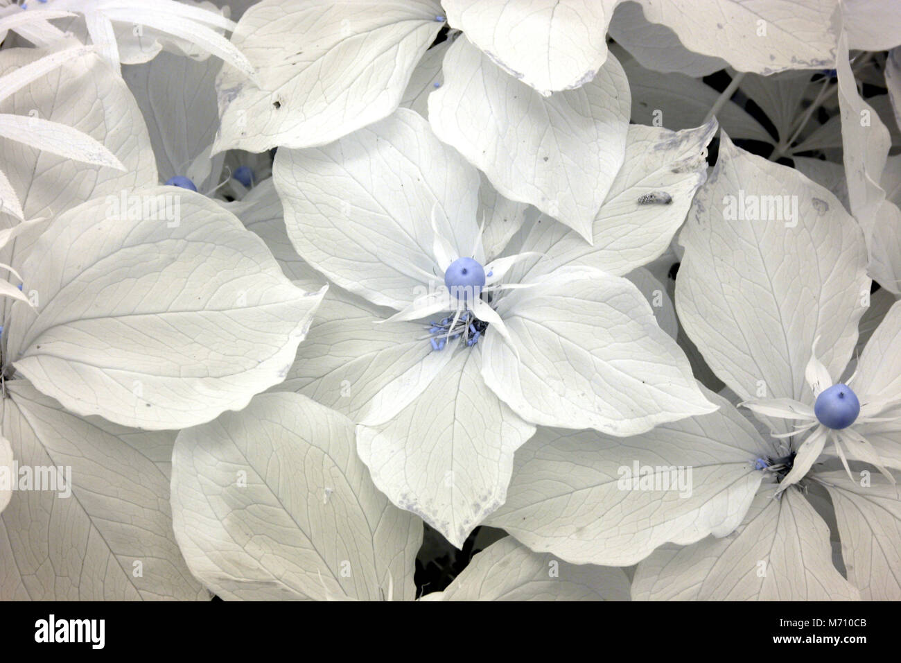 Infrared image of a ripe flower with large leaves in a garden setting ...