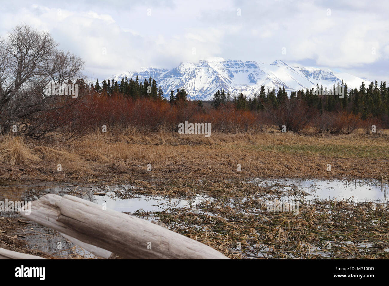 Bog behind LR Platform . Bog behind LR Platform Stock Photo - Alamy
