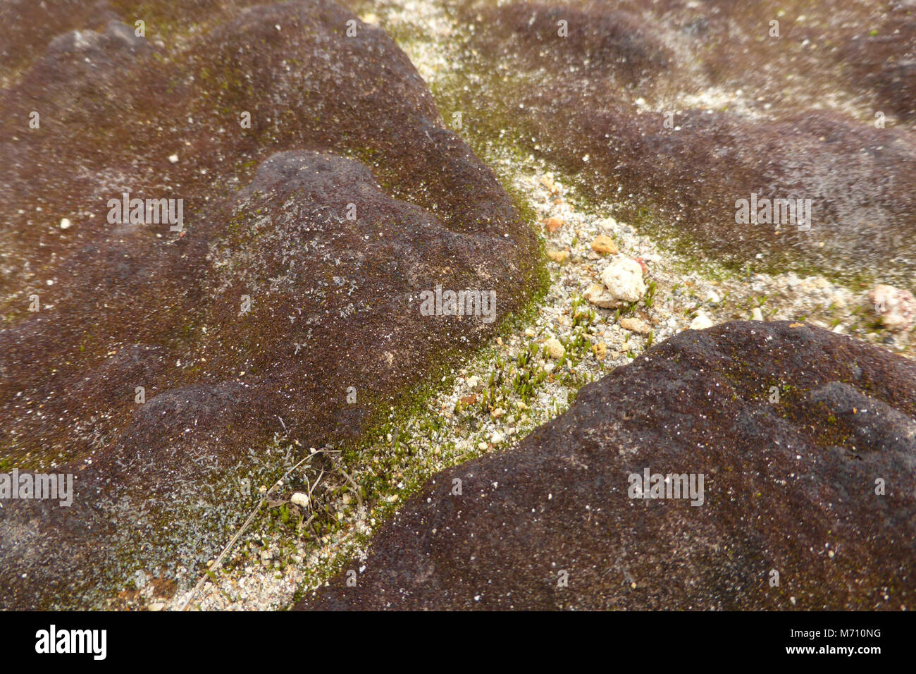 Cryptobiotic soil crust hi-res stock photography and images - Alamy