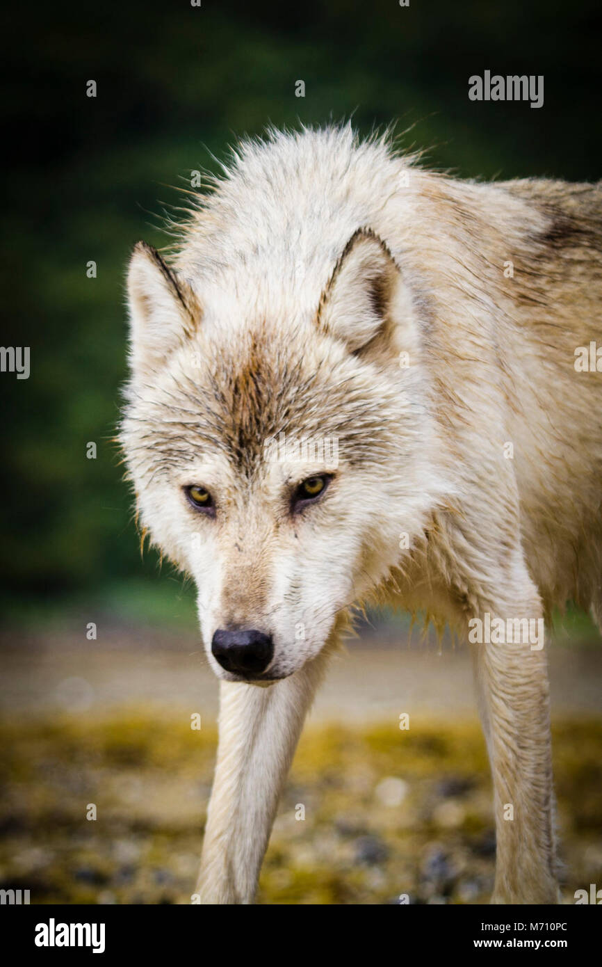 Coastal Wolf Stock Photo - Alamy