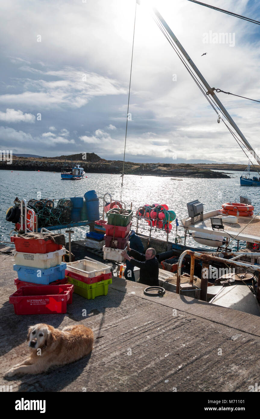 Burtonport, County Donegal, Ireland. 7th March 2018. Crab are unloaded ...