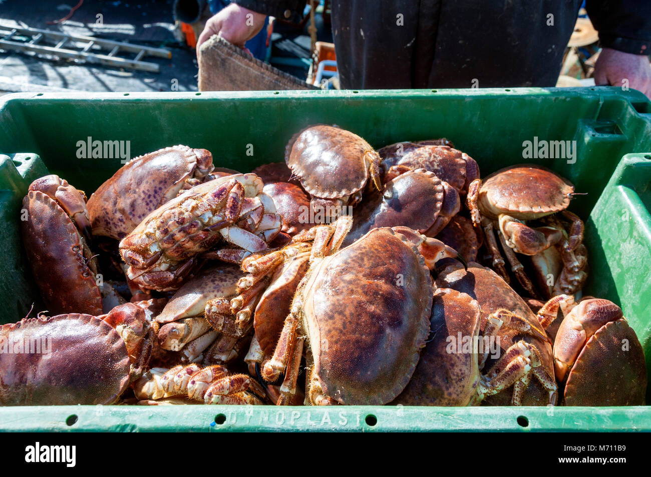 Burtonport, County Donegal, Ireland. 7th March 2018. Crab are unloaded ...