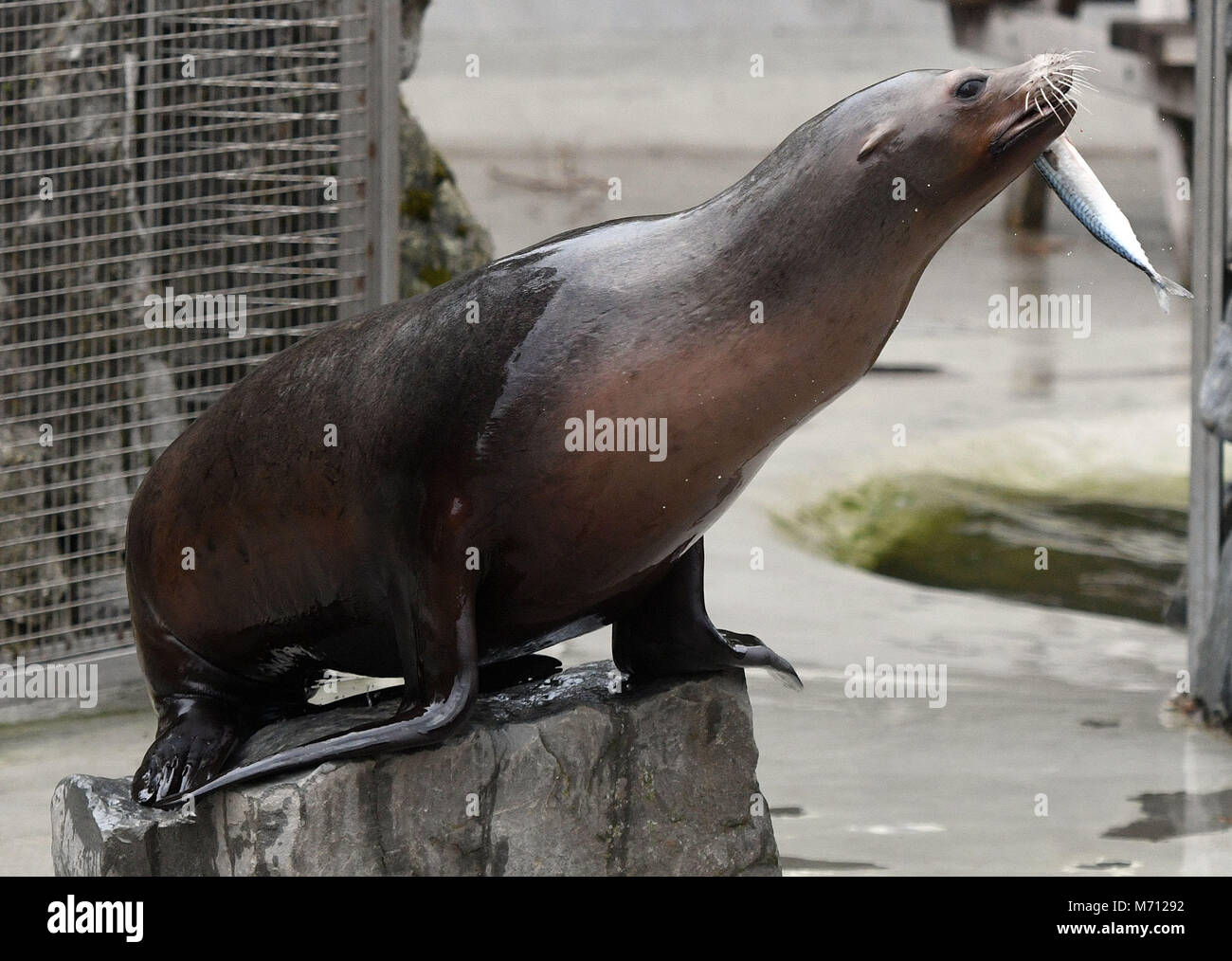 Zoo cologne lion hi-res stock photography and images - Alamy