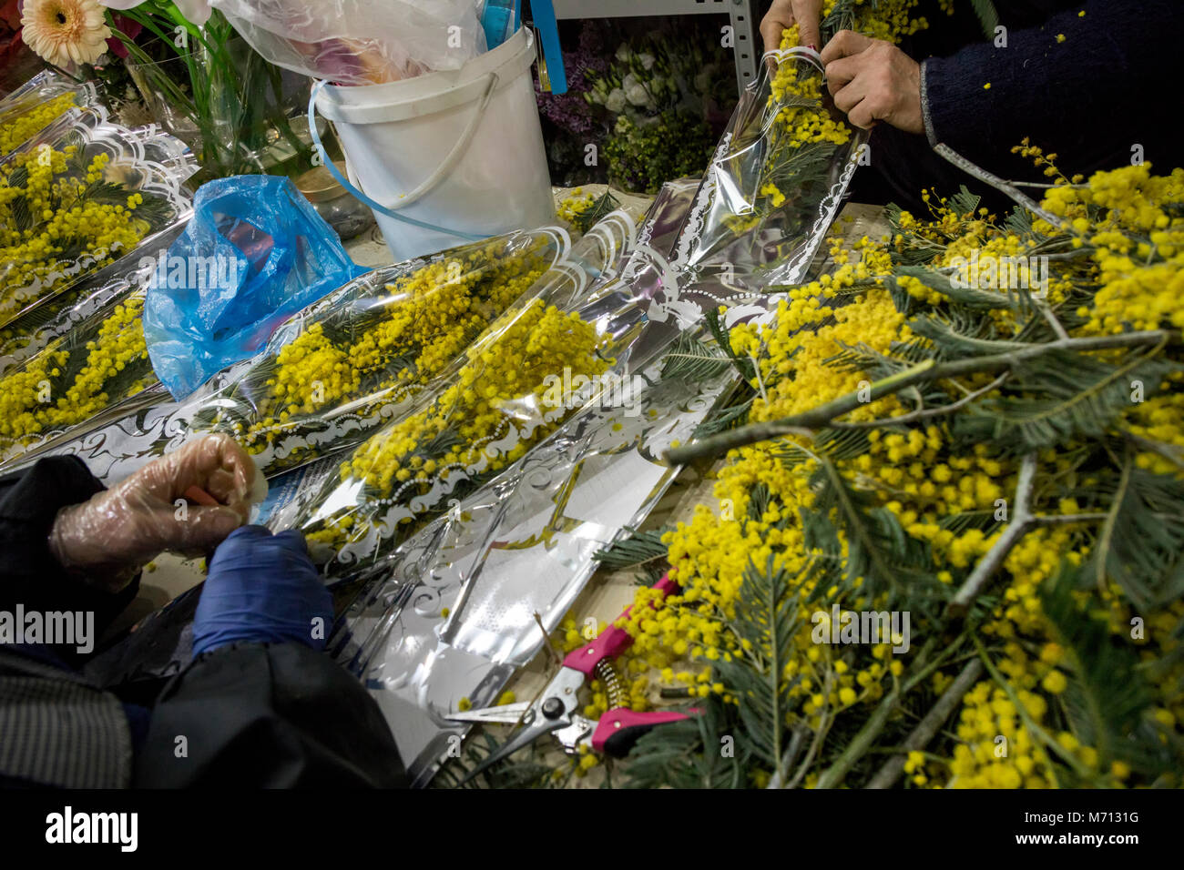 Moscow, Russia. 7th March, 2018. Women make bouquets of mimosa for sale ...