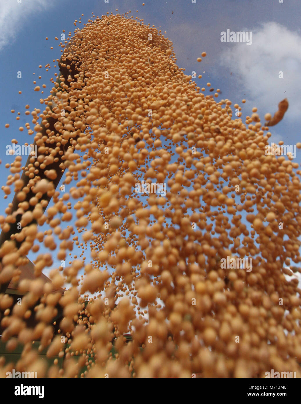 Here soybeans in sacks photo hi-res stock photography and images - Alamy