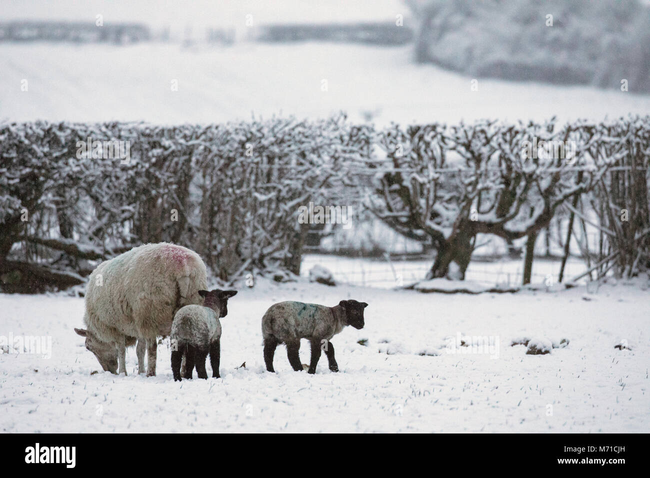 A ewe sheep and her lambs seeking protection from the heavy overnight ...