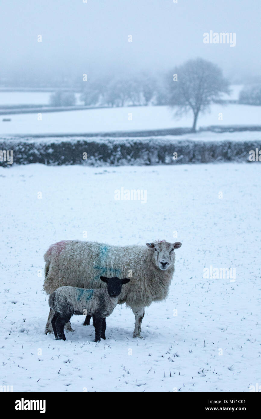 A ewe sheep and her lambs seeking protection from the heavy overnight ...