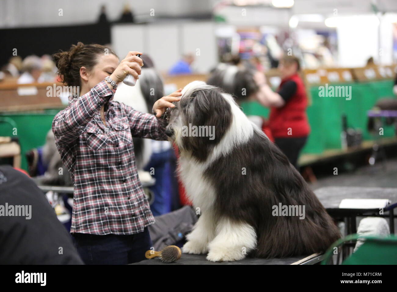 Judging Dogs Stock Photos & Judging Dogs Stock Images - Alamy