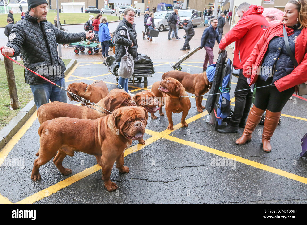 Birmingham, UK. 8th Mar, 2018. On the first day of Crufts, the largest ...