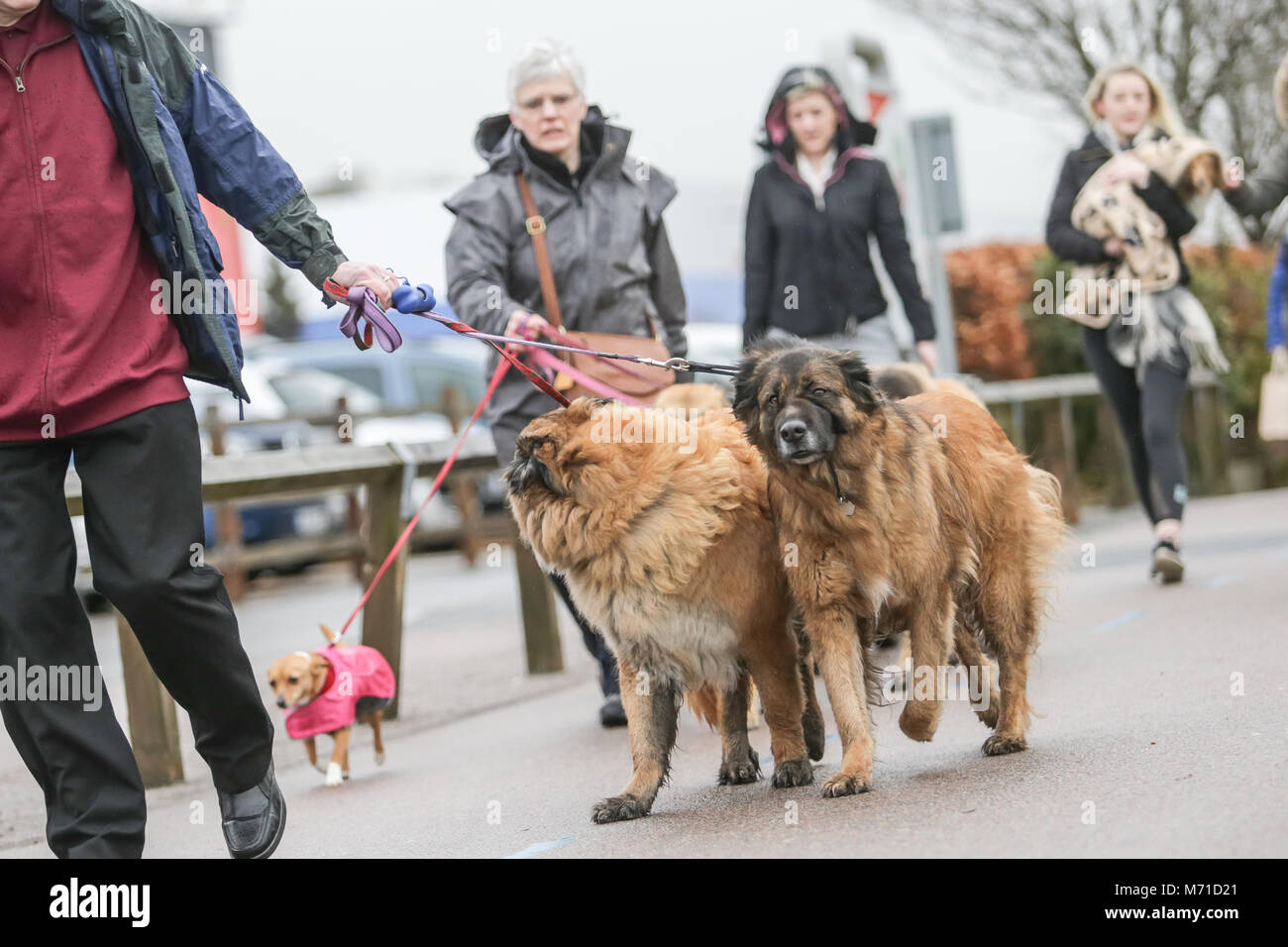 Birmingham, UK. 8th Mar, 2018. On the first day of Crufts, the largest ...