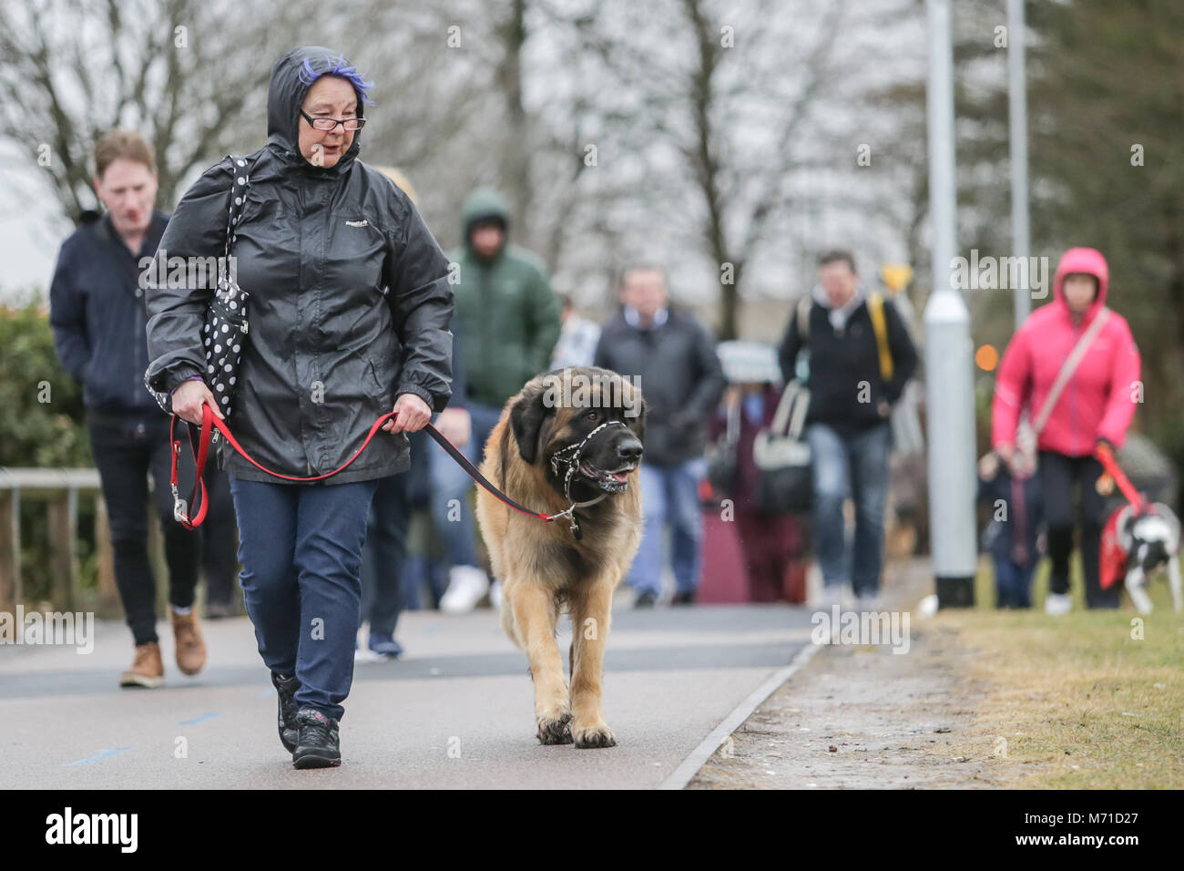 Birmingham, UK. 8th Mar, 2018. On the first day of Crufts, the largest ...