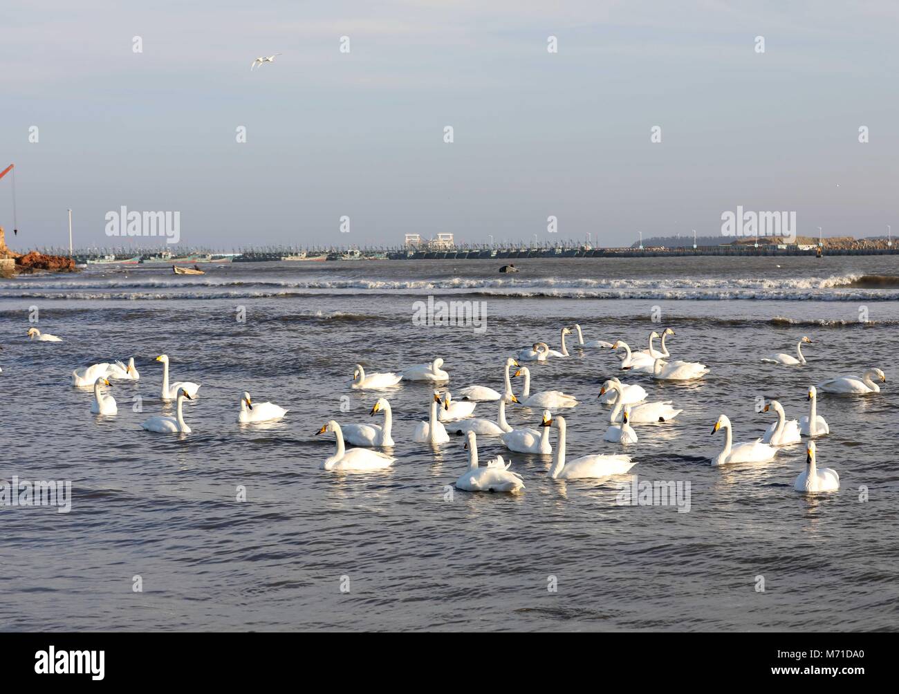 Rongcheng, Rongcheng, China. 8th Mar, 2018. Rongcheng, CHINA-8th March ...