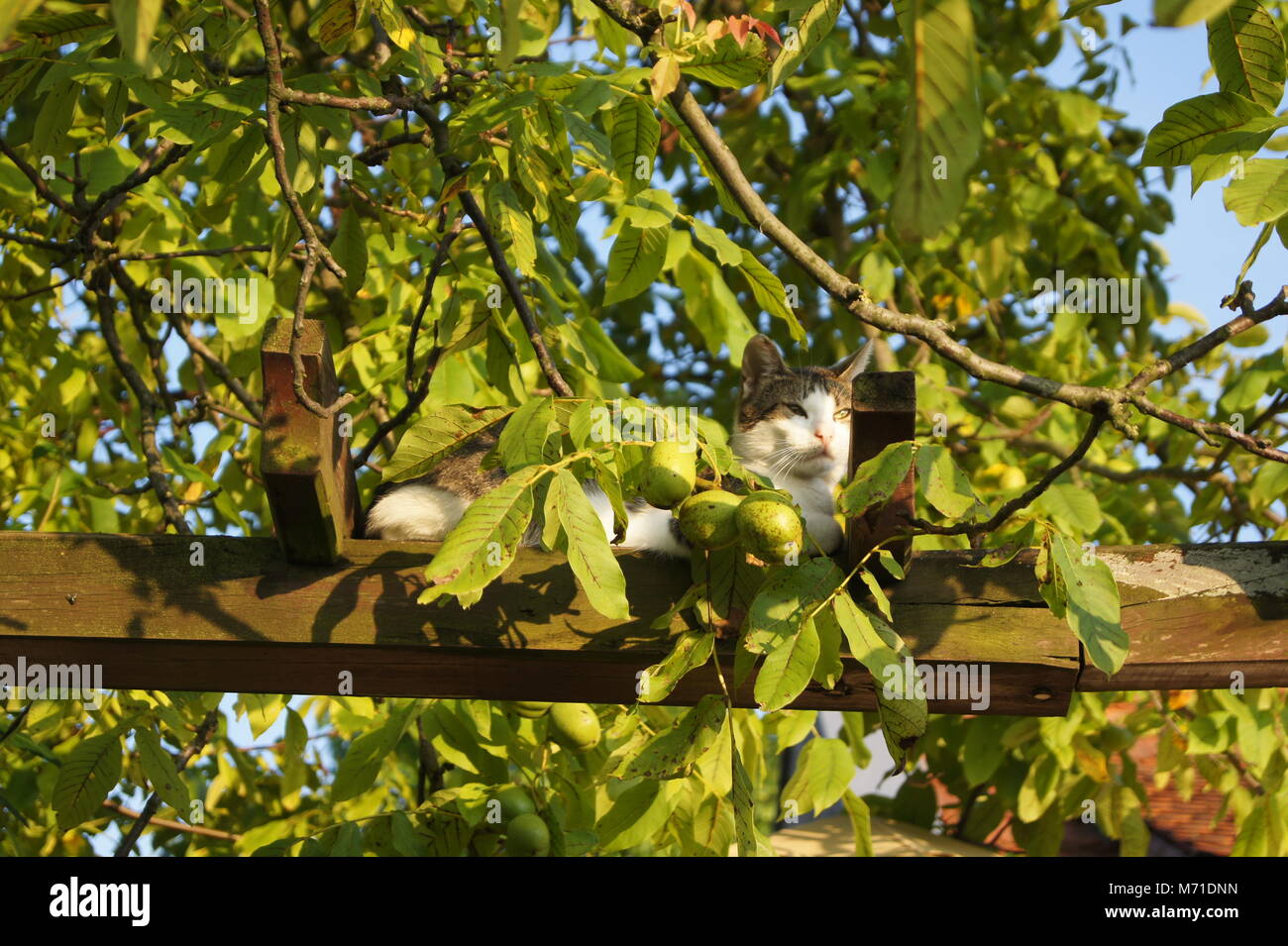Cat basking on a pergola in a walnut tree Stock Photo - Alamy