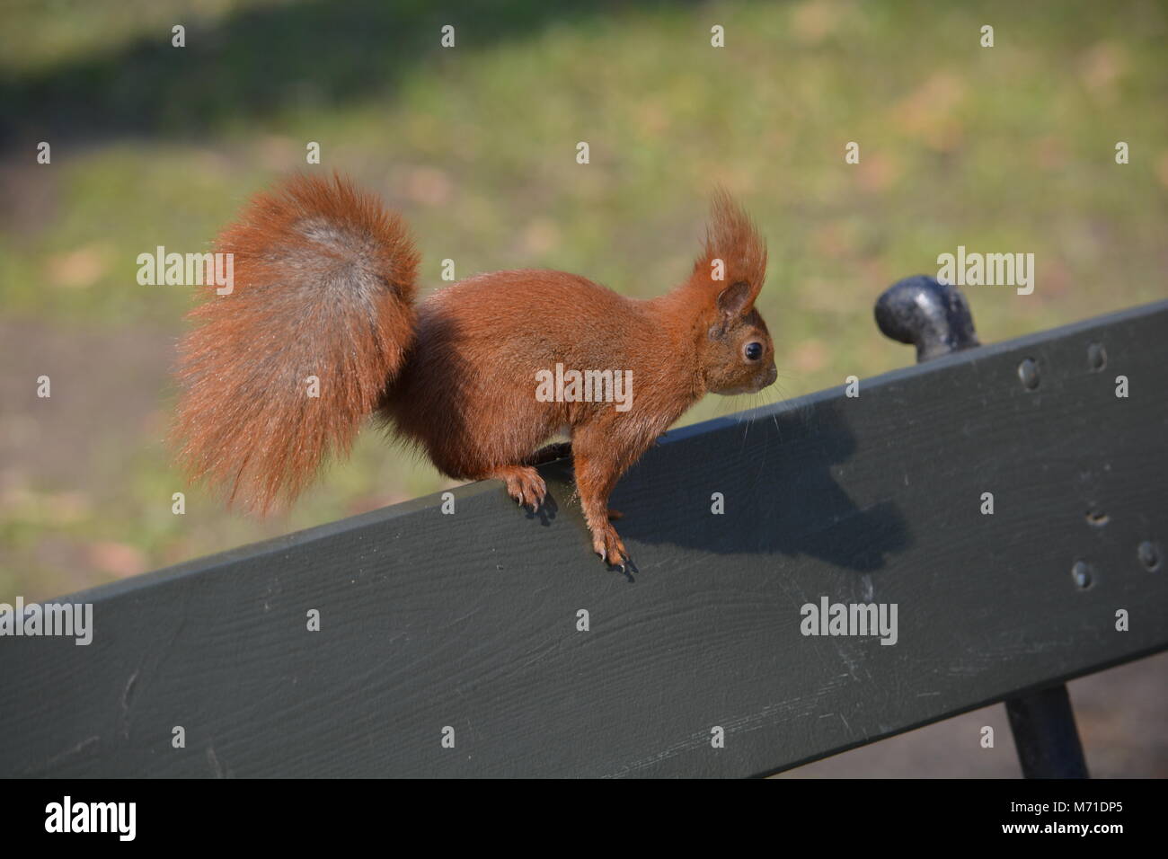 Red squirrel squatting on a park bench Stock Photo - Alamy