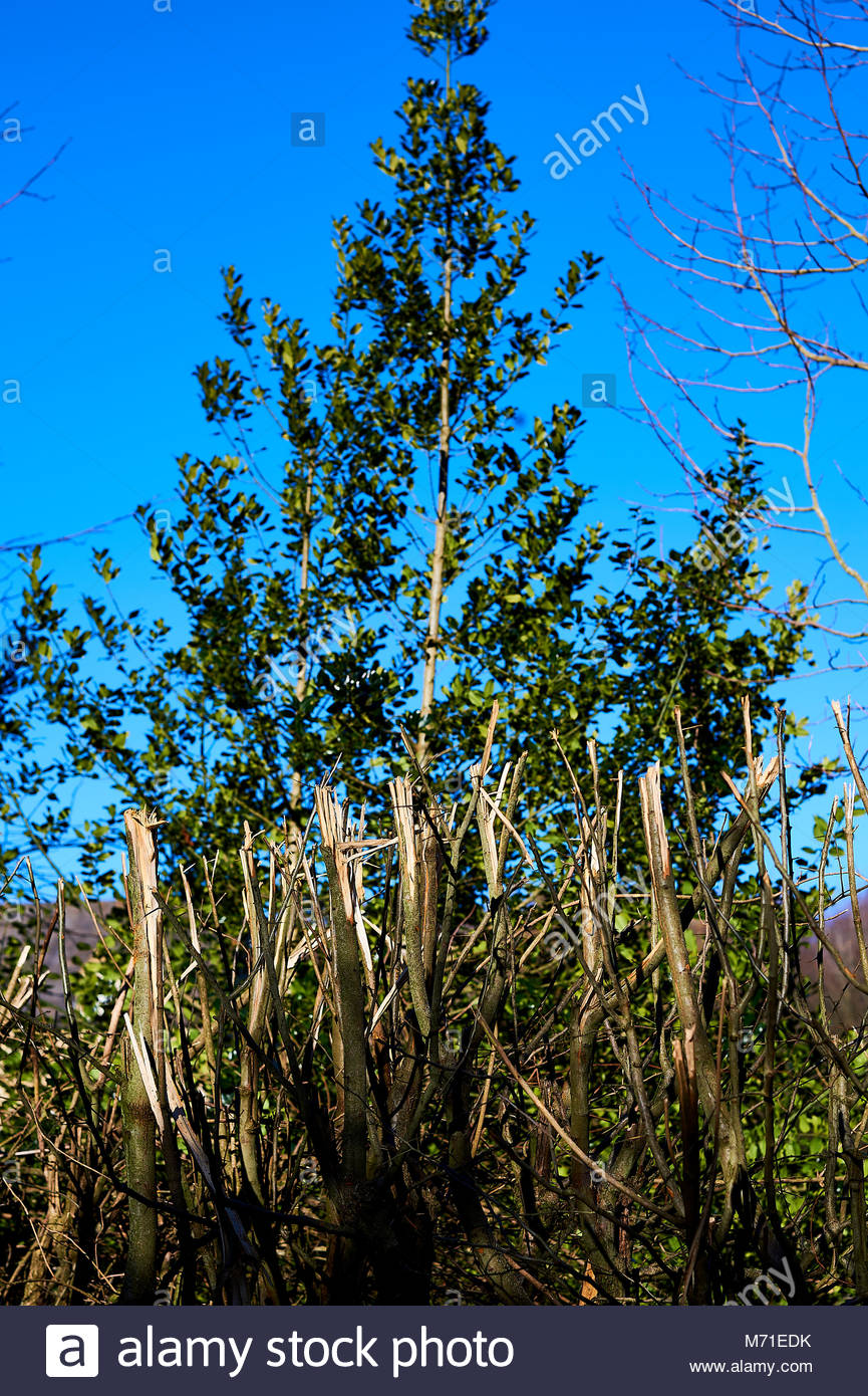 Trees Cut Back High Resolution Stock Photography and Images - Alamy