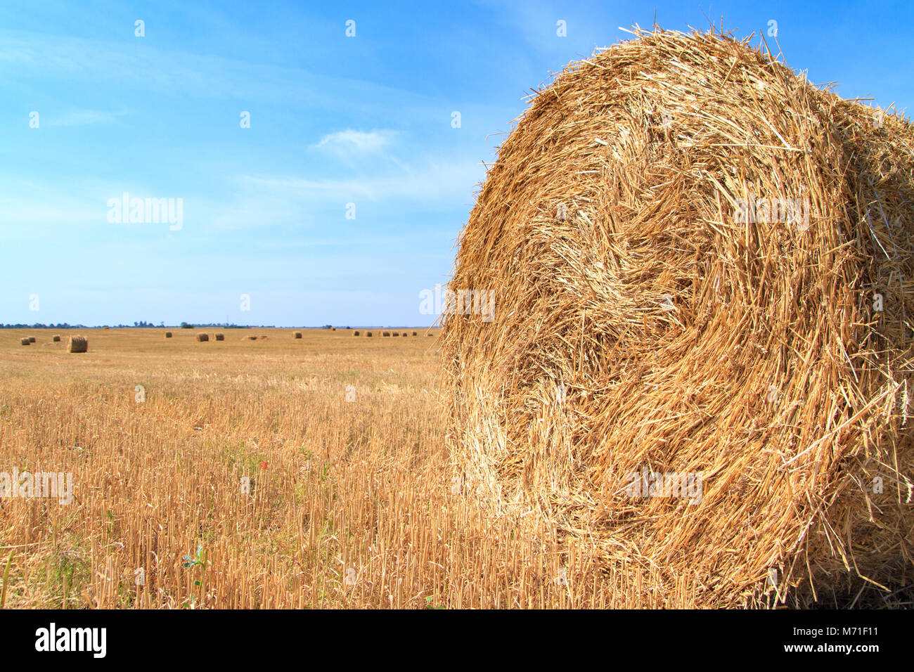 golden straw stubble field in autumn Stock Photo - Alamy