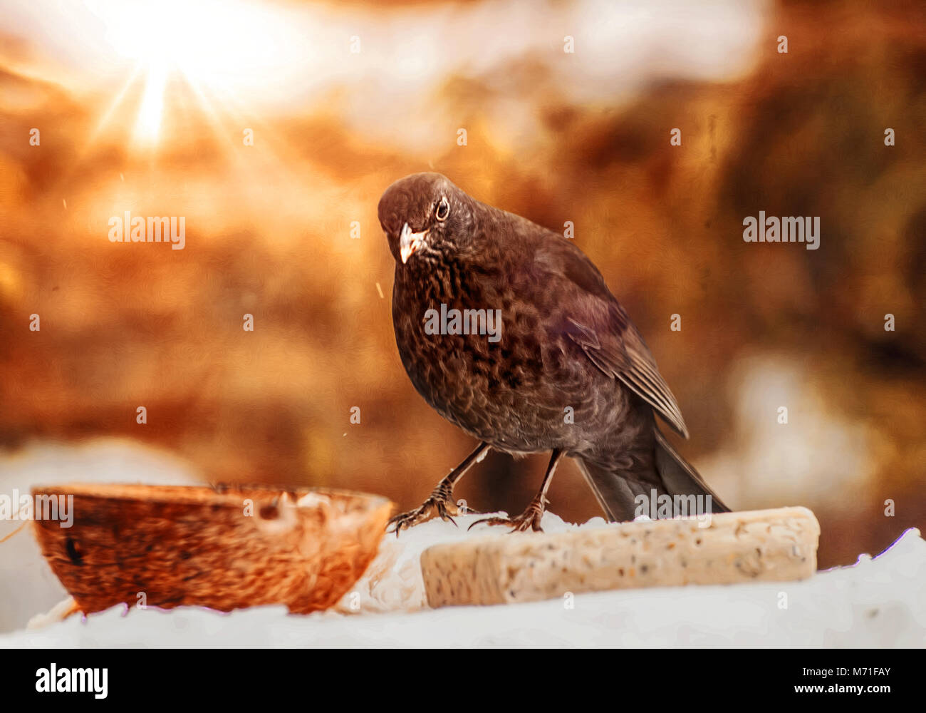 birds feeding in the winter garden Stock Photo - Alamy