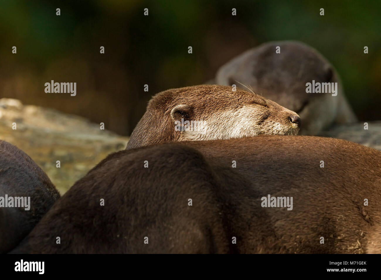 Singapore cute smooth coated otter hi-res stock photography and images ...