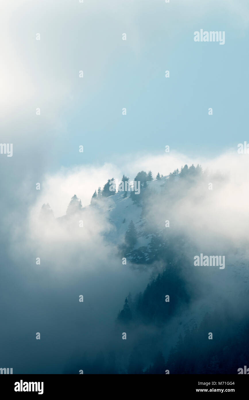 White Wispy Clouds Cover a Mountainside Adorned in Pine Forest with ...