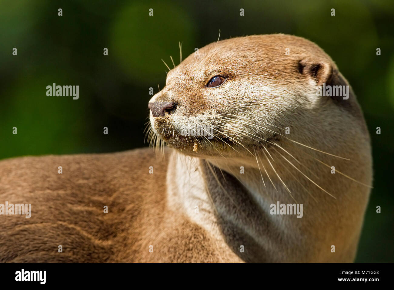 Close up of Smooth-coated otter resting in mangrove habitat, Singapore ...