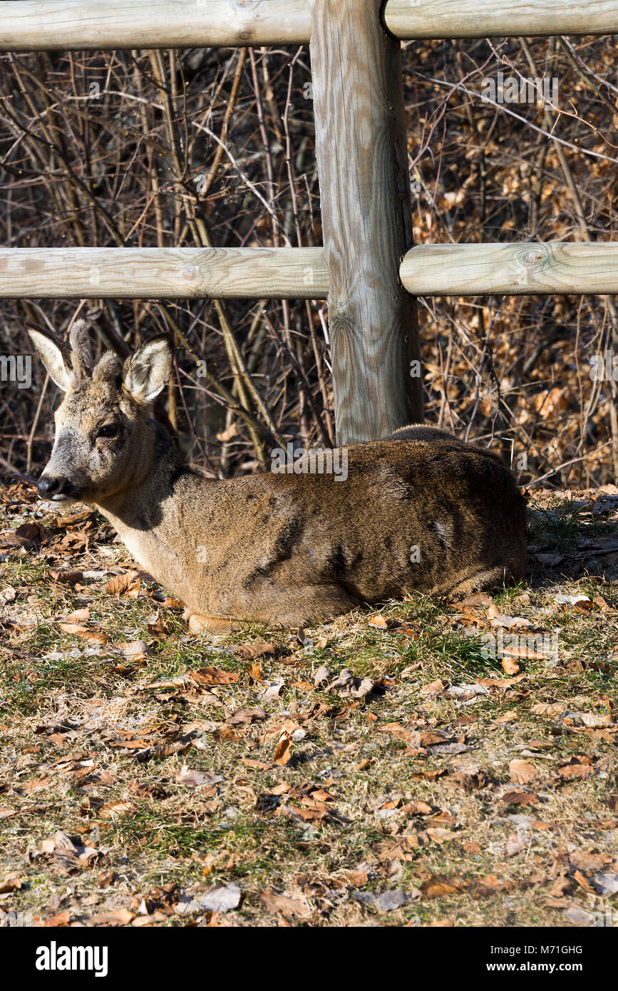 A Young Buck Roe Dear Sitting Enjoying Winter Sunshine in a Garden in ...
