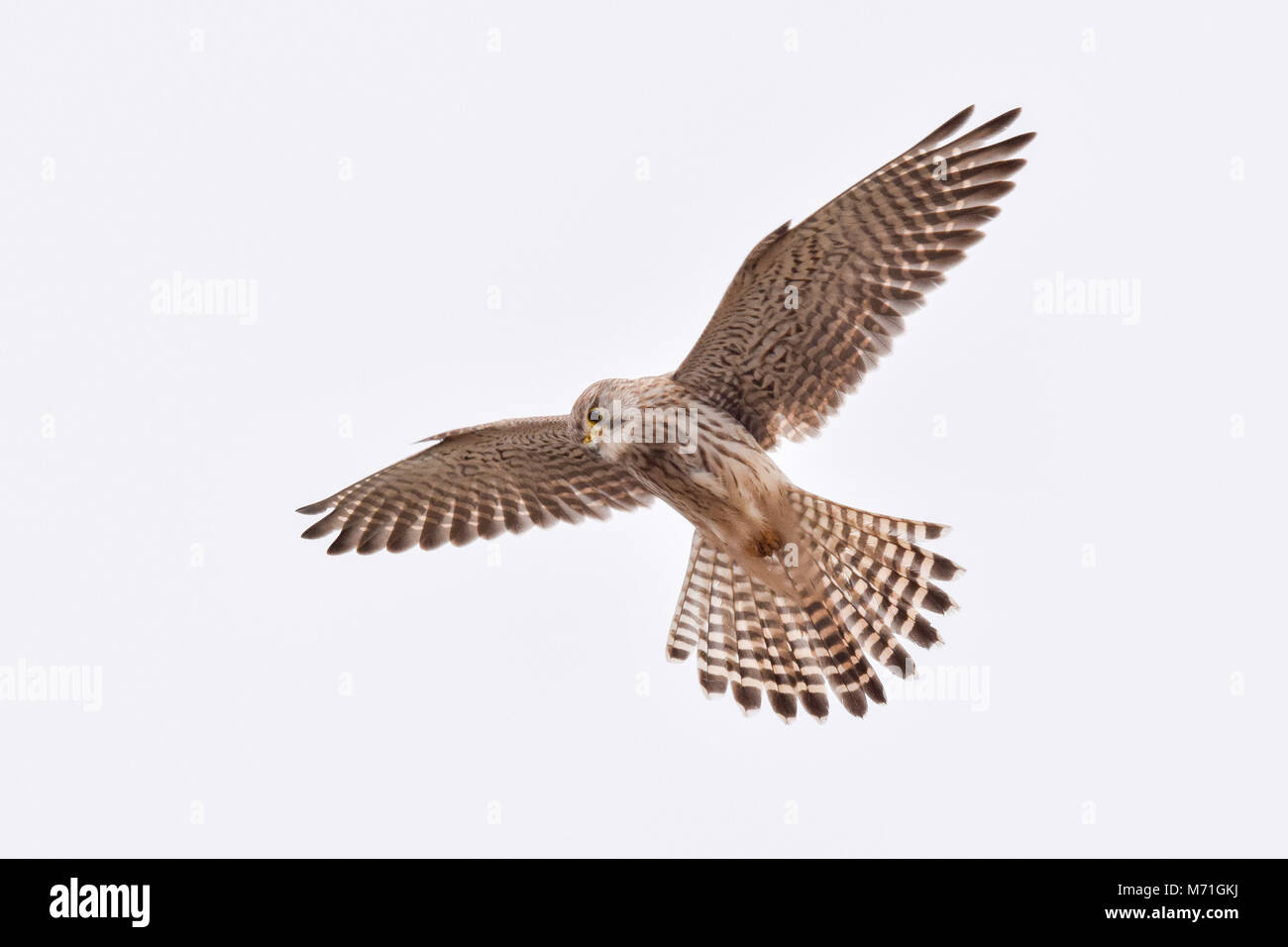 Female ketrel hi-res stock photography and images - Alamy