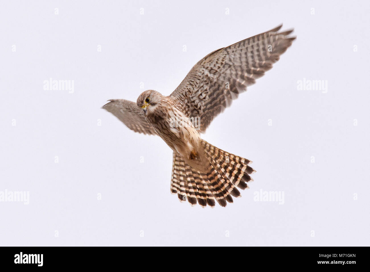 Female ketrel hi-res stock photography and images - Alamy