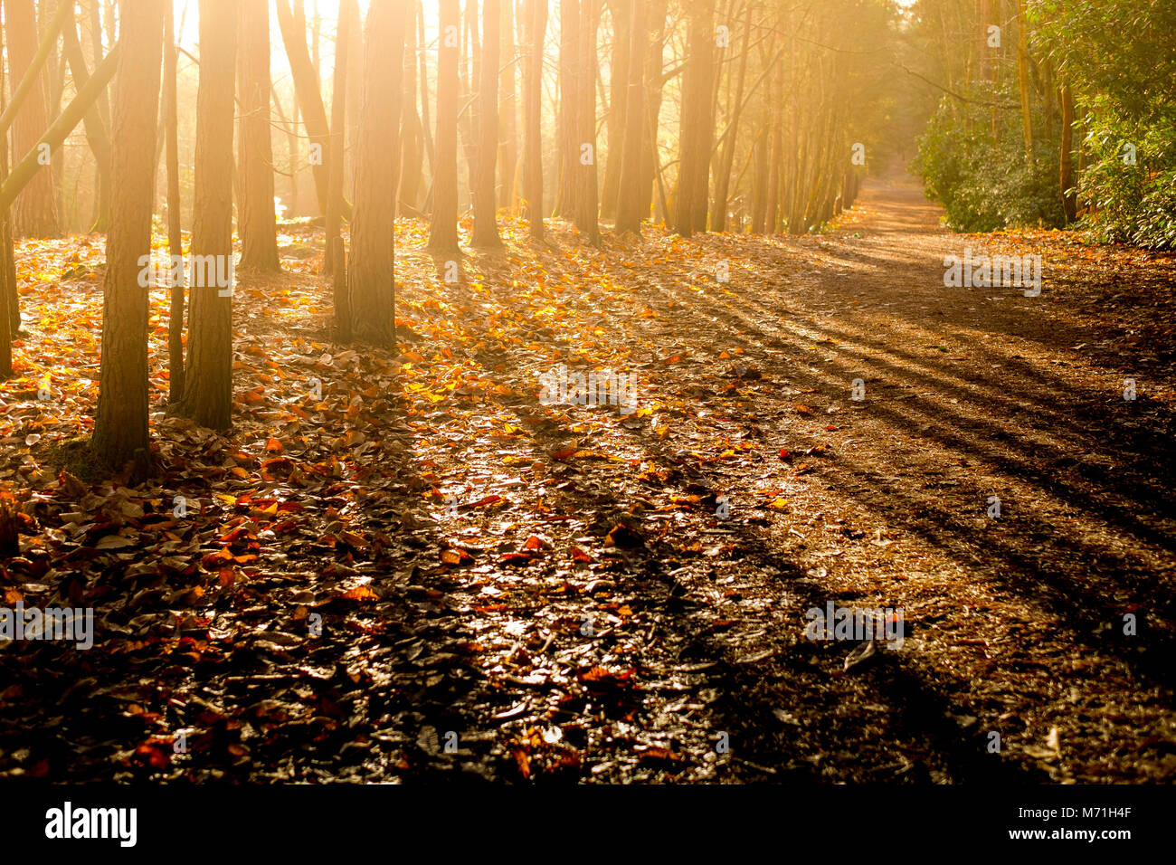 Late sunshine filtering through the trees in the Swinley Forest ...