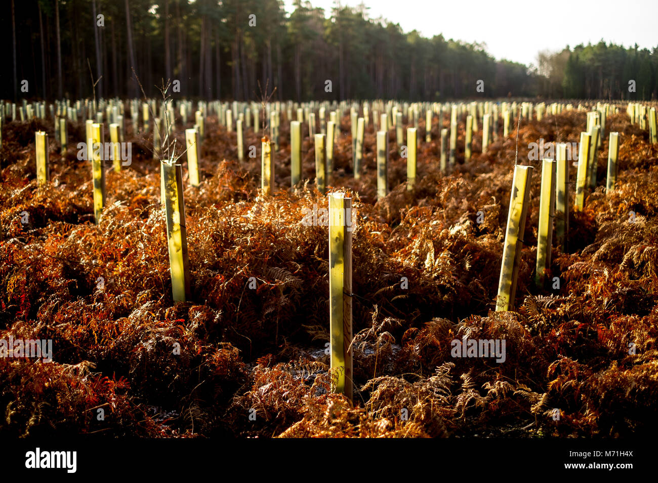 Newly-planted saplings in the Swinley Forest Crown Estate, Bracknell ...