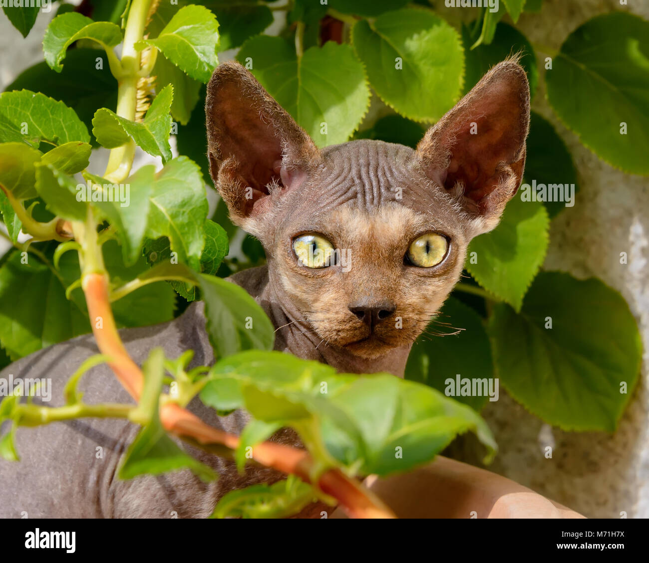 Devon rex cats hi-res stock photography and images - Alamy