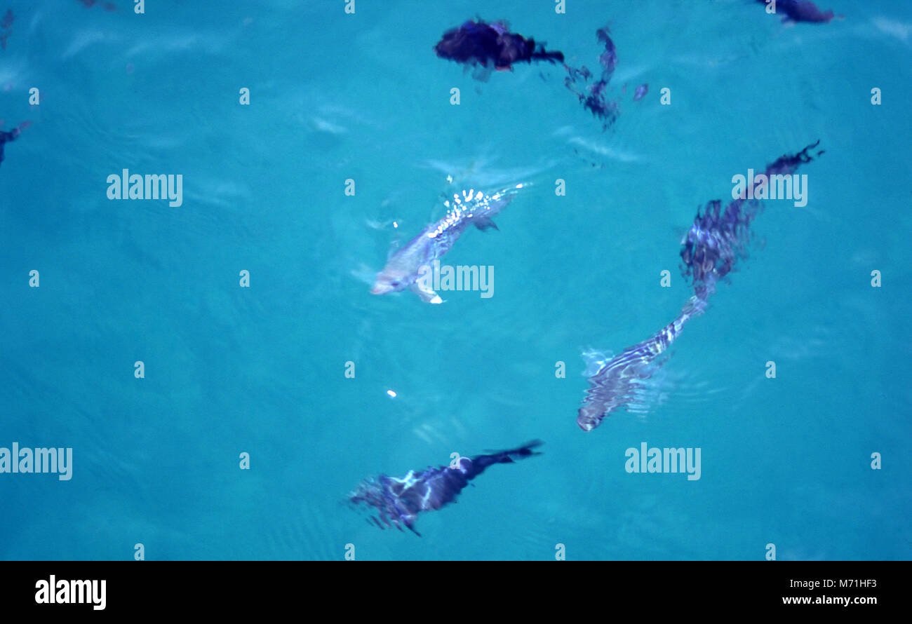 Fish, Fernando de Noronha, Pernambuco, Brazil Stock Photo - Alamy