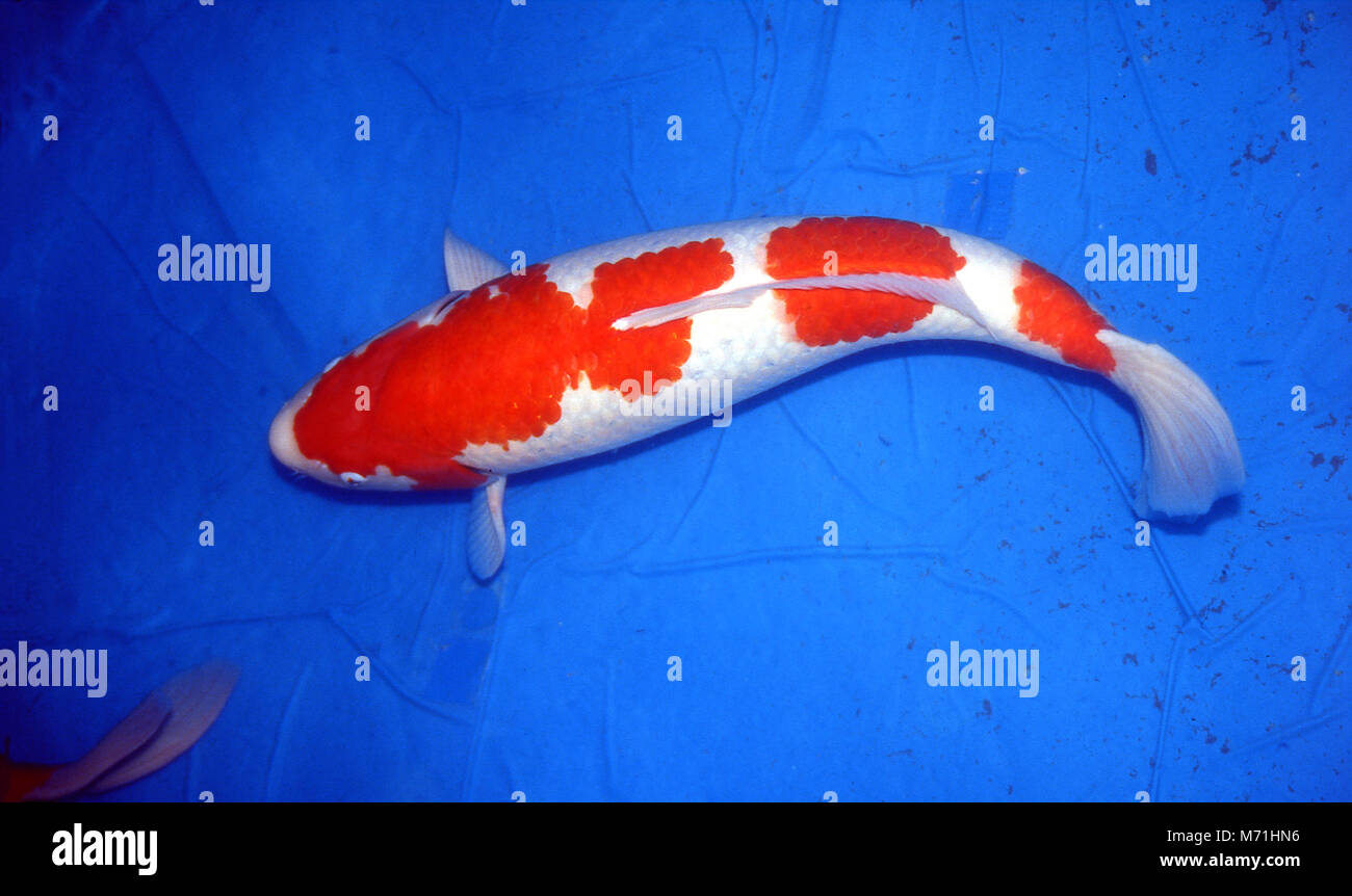 Fish, carp, Sao Paulo, Brazil Stock Photo - Alamy