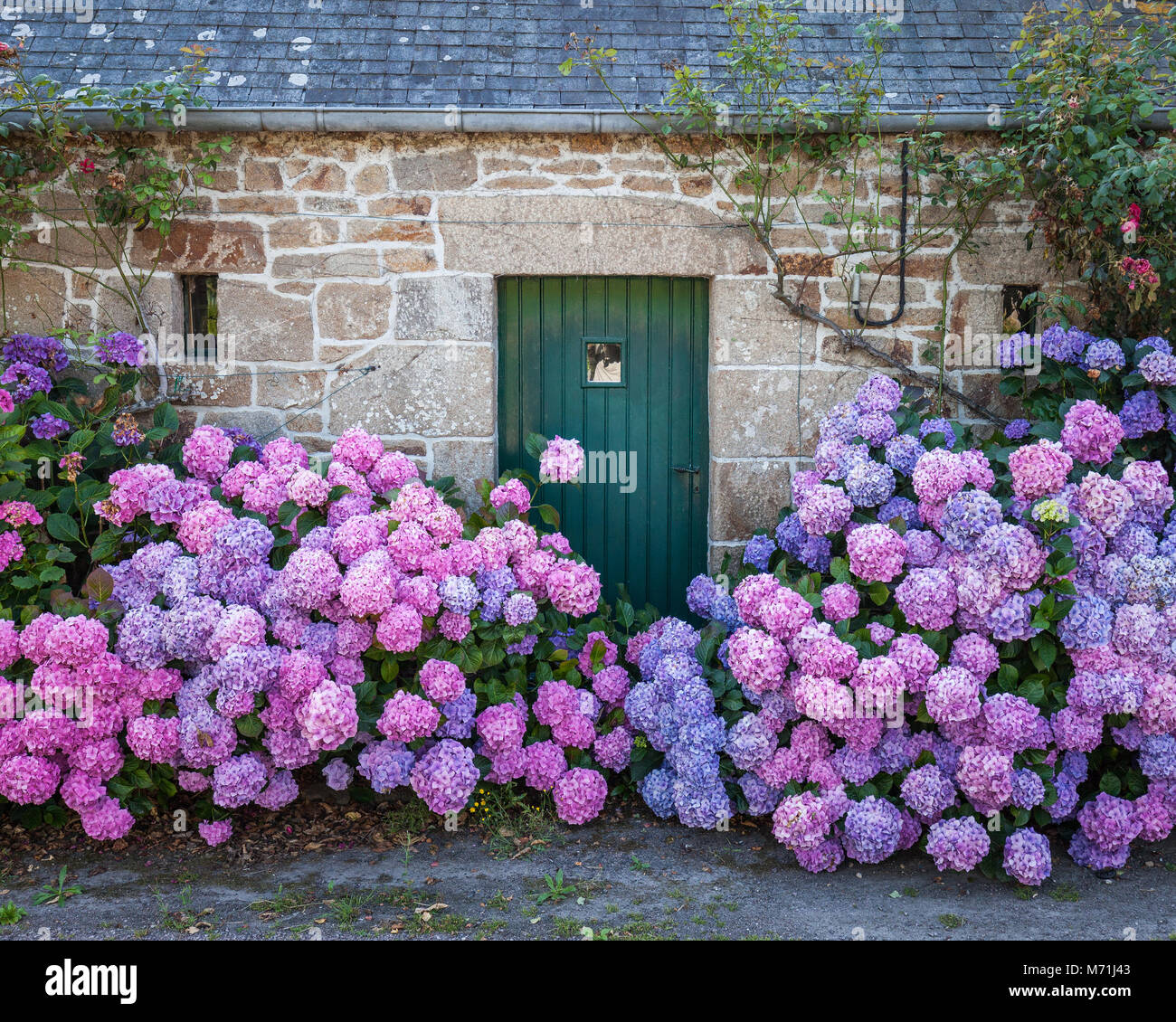 Hydrangea flowers and green doors. Hydranegas are very common in ...