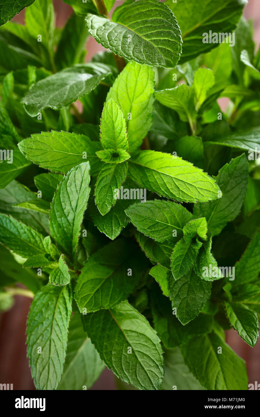 Bundle of fresh mint, an aromatic herb used as tea or as spice in ...