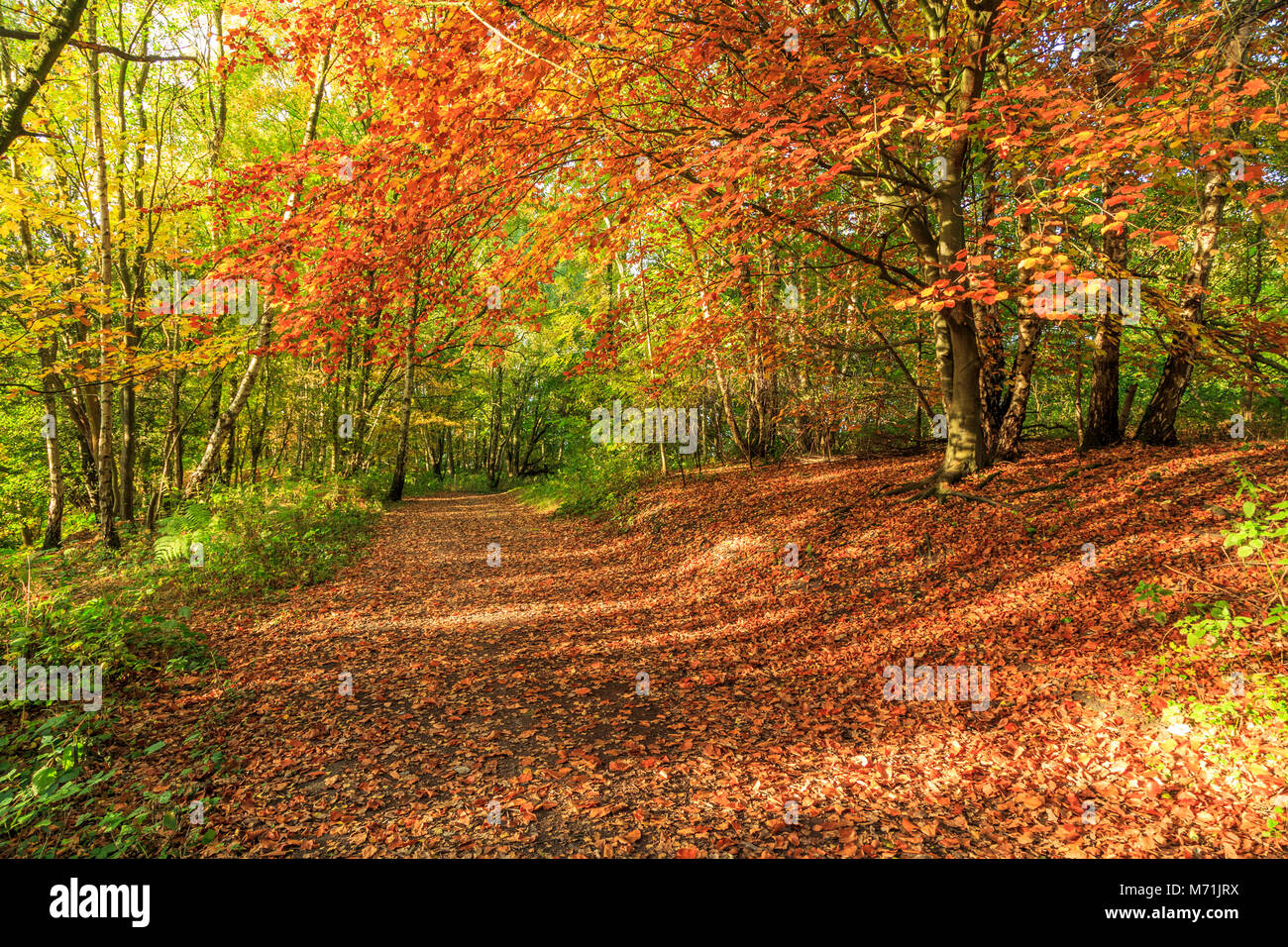 Walks autumn uk forest hi-res stock photography and images - Alamy