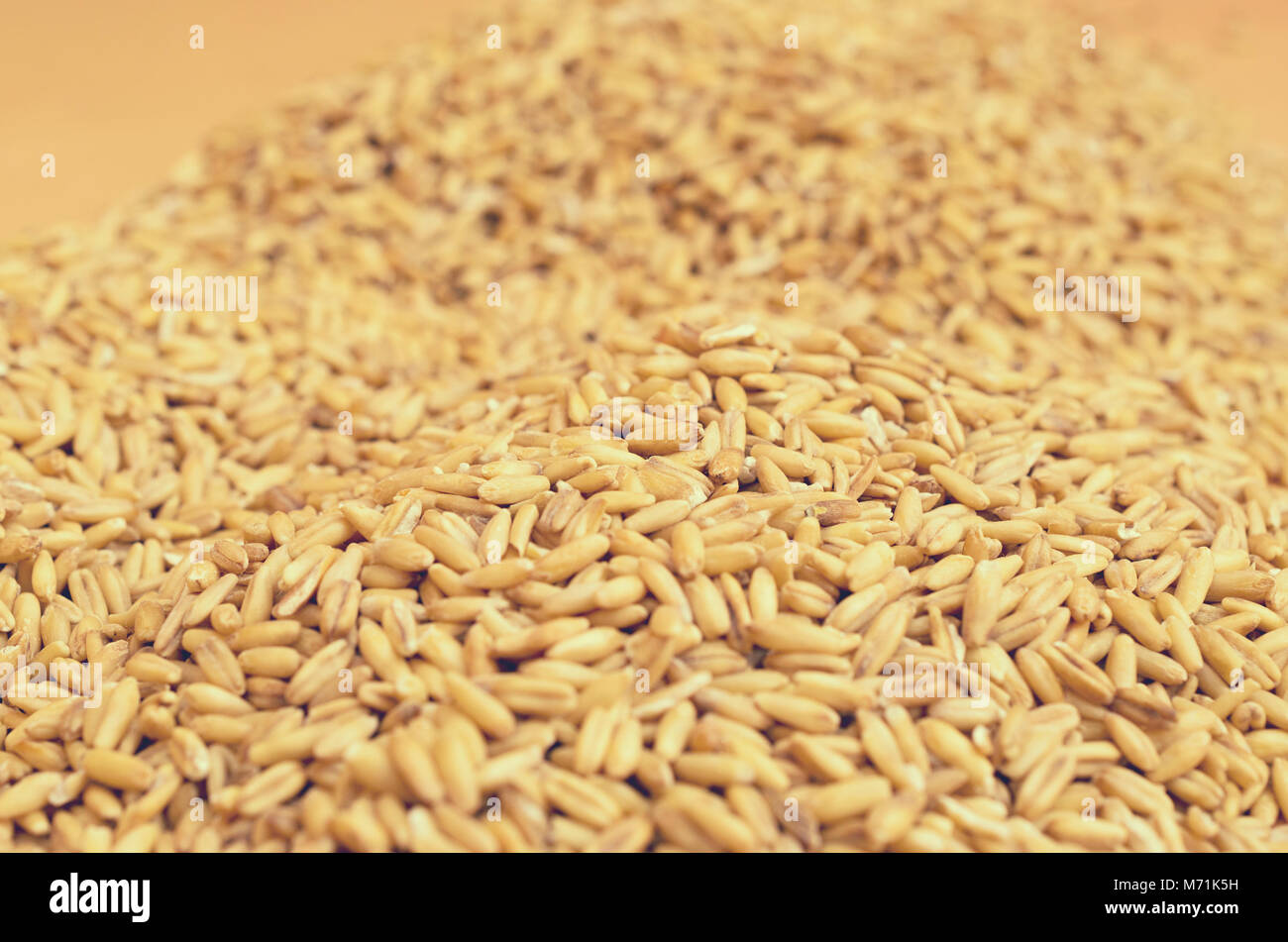 Grains of ripe cereal crops are scattered chaotically on a horizontal ...