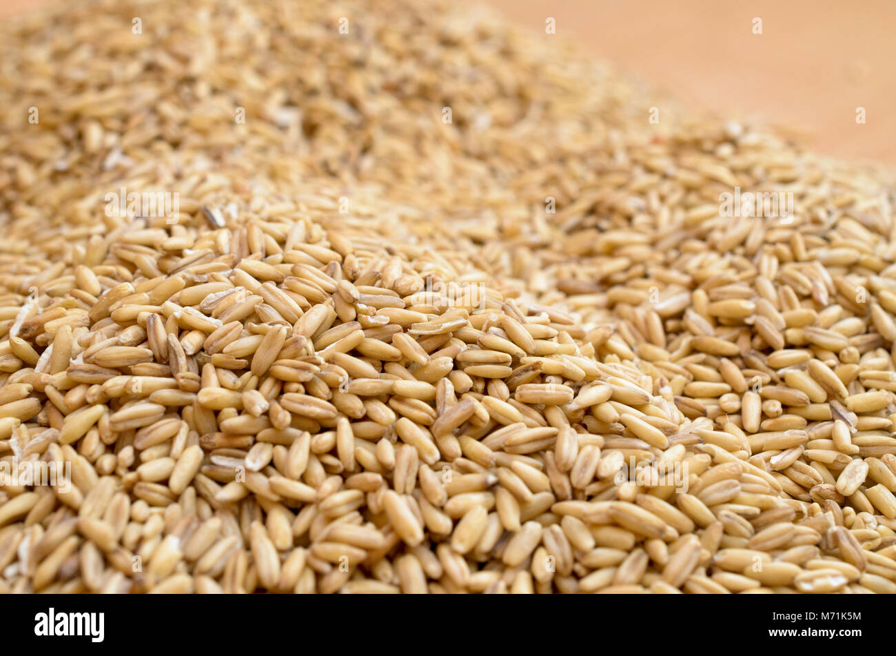 Grains of ripe cereal crops are scattered chaotically on a horizontal ...