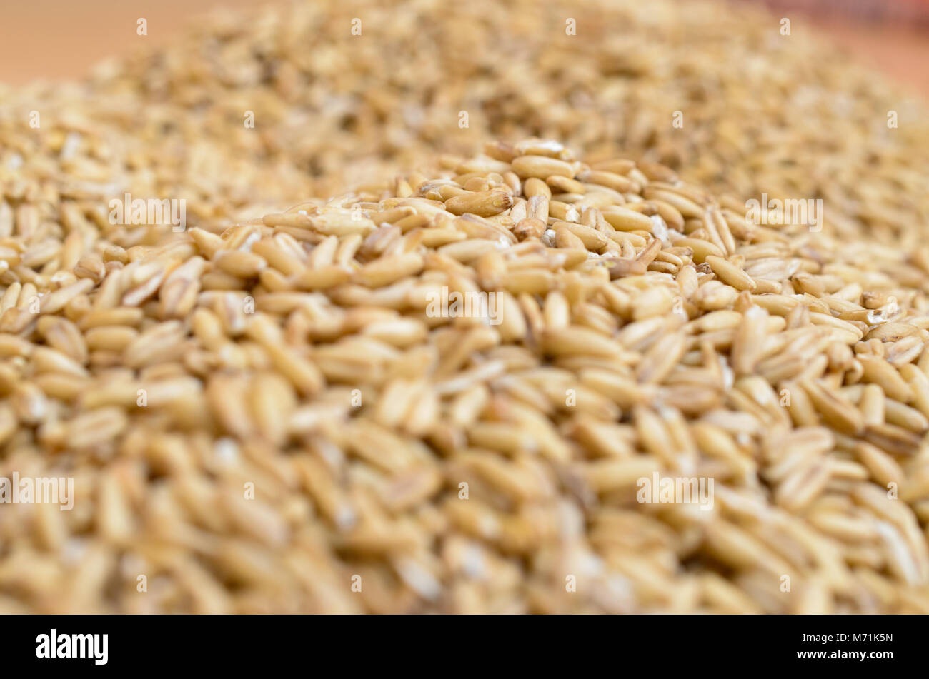 Grains of ripe cereal crops are scattered chaotically on a horizontal ...
