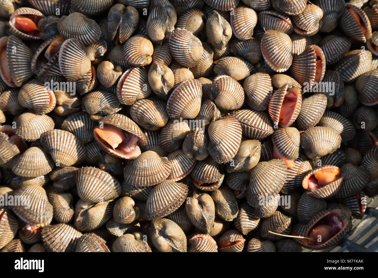 Shellfish seafood close up - Cockles for sale at Kep crab market, Kep ...